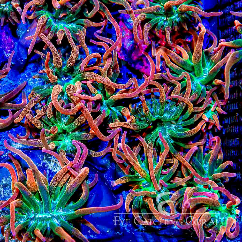 ECC Rainbow Inferno Bubble Tip Anemone | Aquacultured Frags | Eye ...