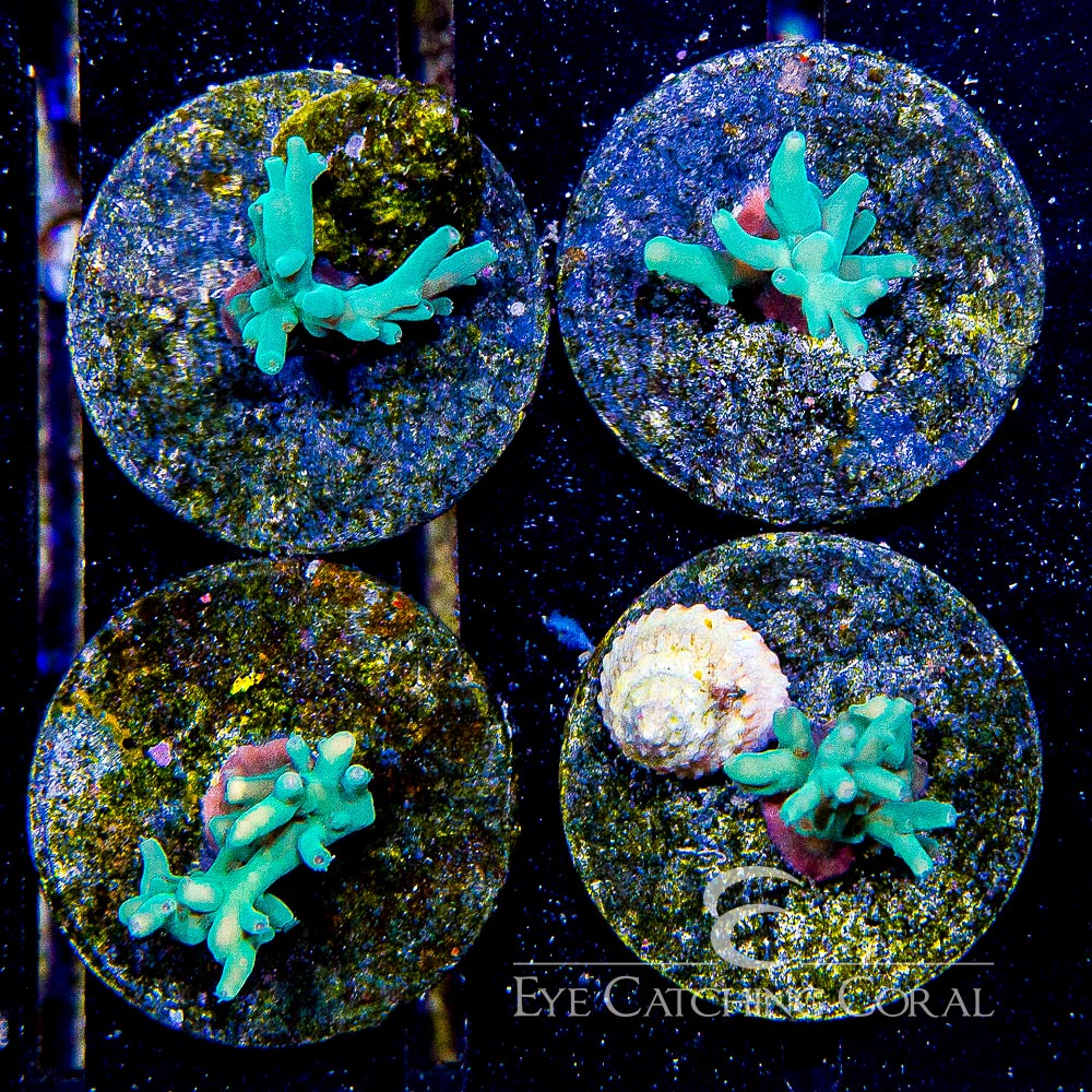 Premium & Signature Frags | ECC Frags | Eye Catching Coral