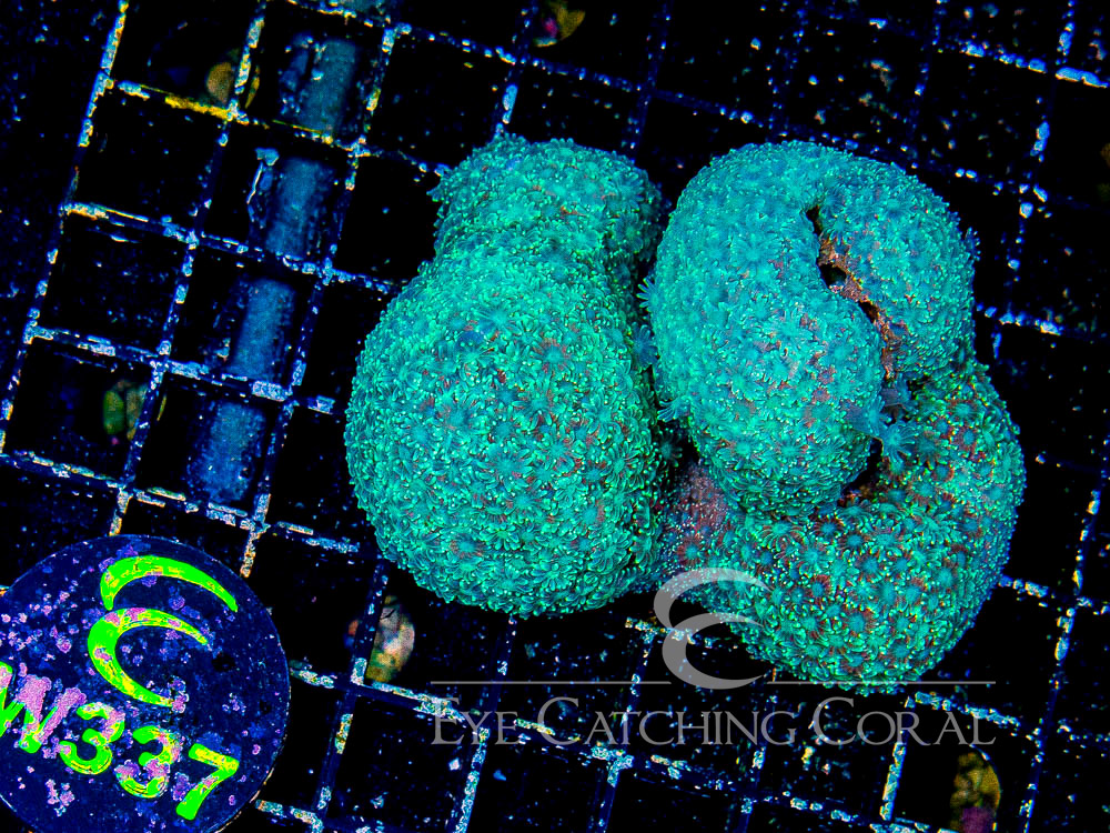 Search Results for 'Alveopora' | Eye Catching Coral