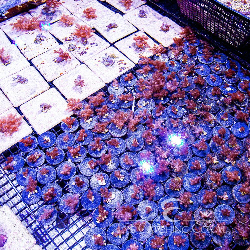 ECC Kenya Tree Big Frag | Aquacultured Frags | Eye Catching Coral