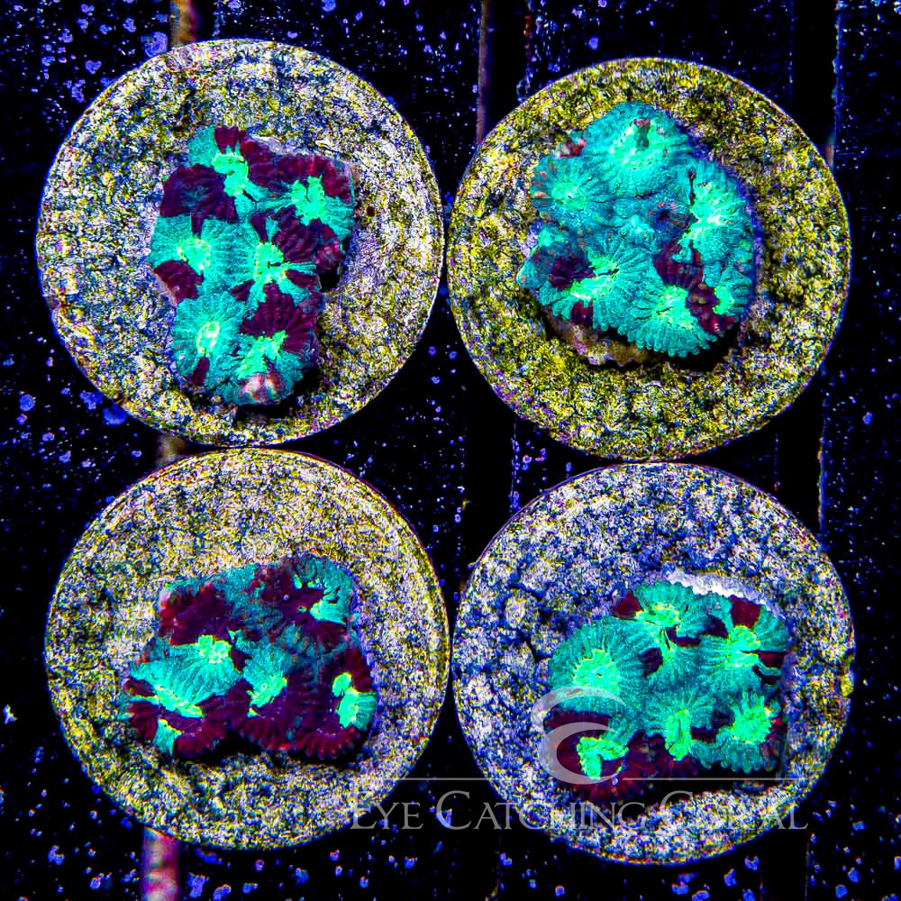 Premium & Signature Frags | ECC Frags | Eye Catching Coral
