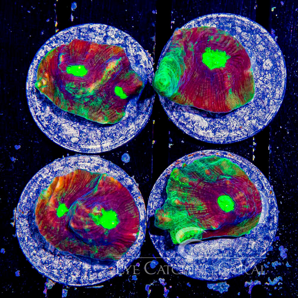 Premium & Signature Frags | ECC Frags | Eye Catching Coral