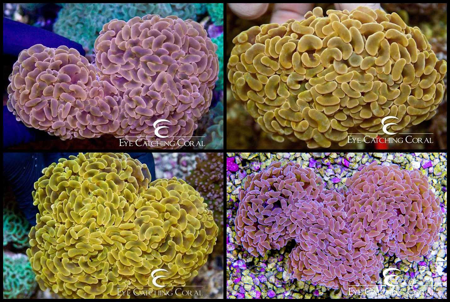 Australian Colonies | Wholesale Coral | Eye Catching Coral