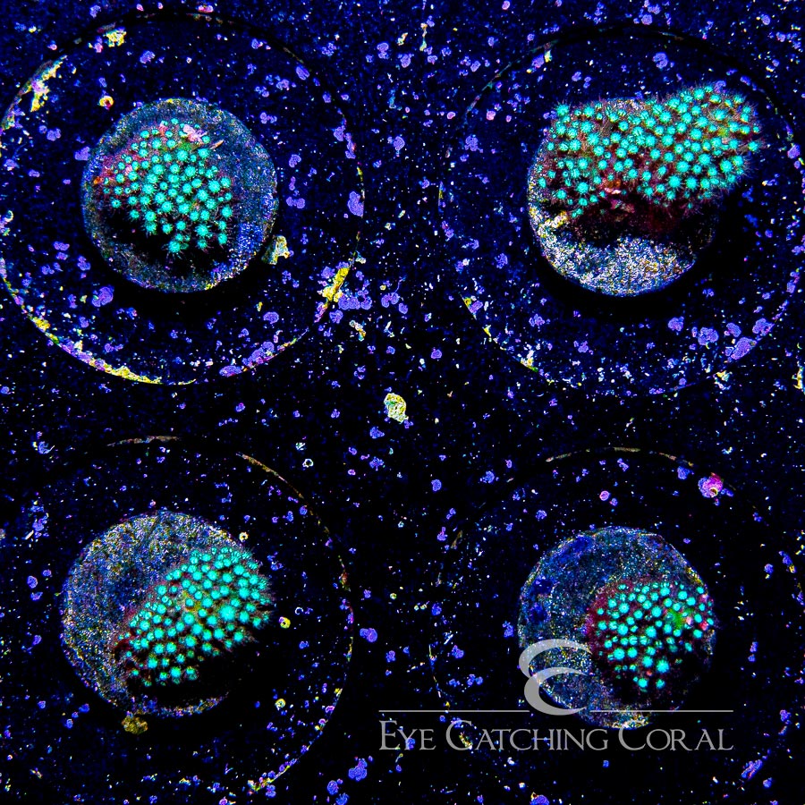 ECC Electric Rain Branching Stylocoeniella Frag | Aquacultured Frags ...