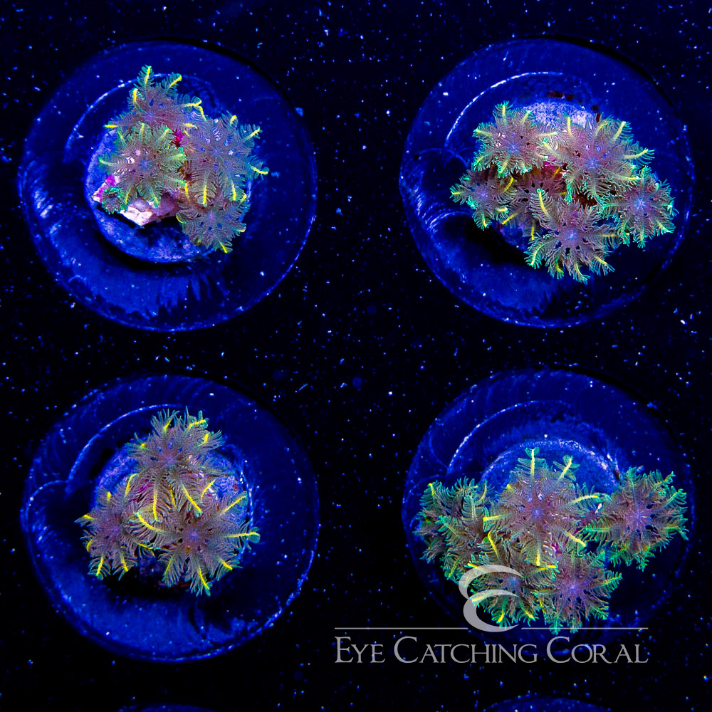 ECC Yellow Clove Polyp Frag | Aquacultured Frags | Eye Catching Coral