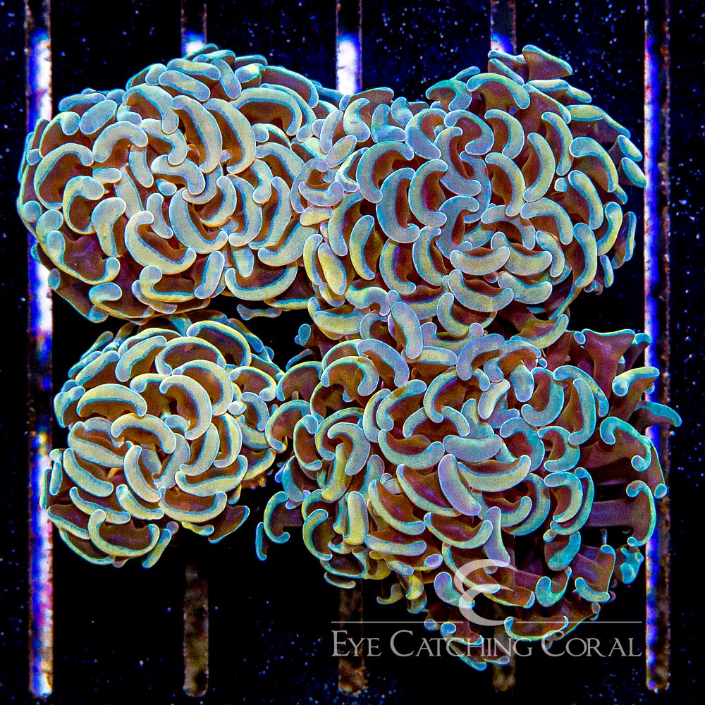 Premium & Signature Frags | ECC Frags | Eye Catching Coral
