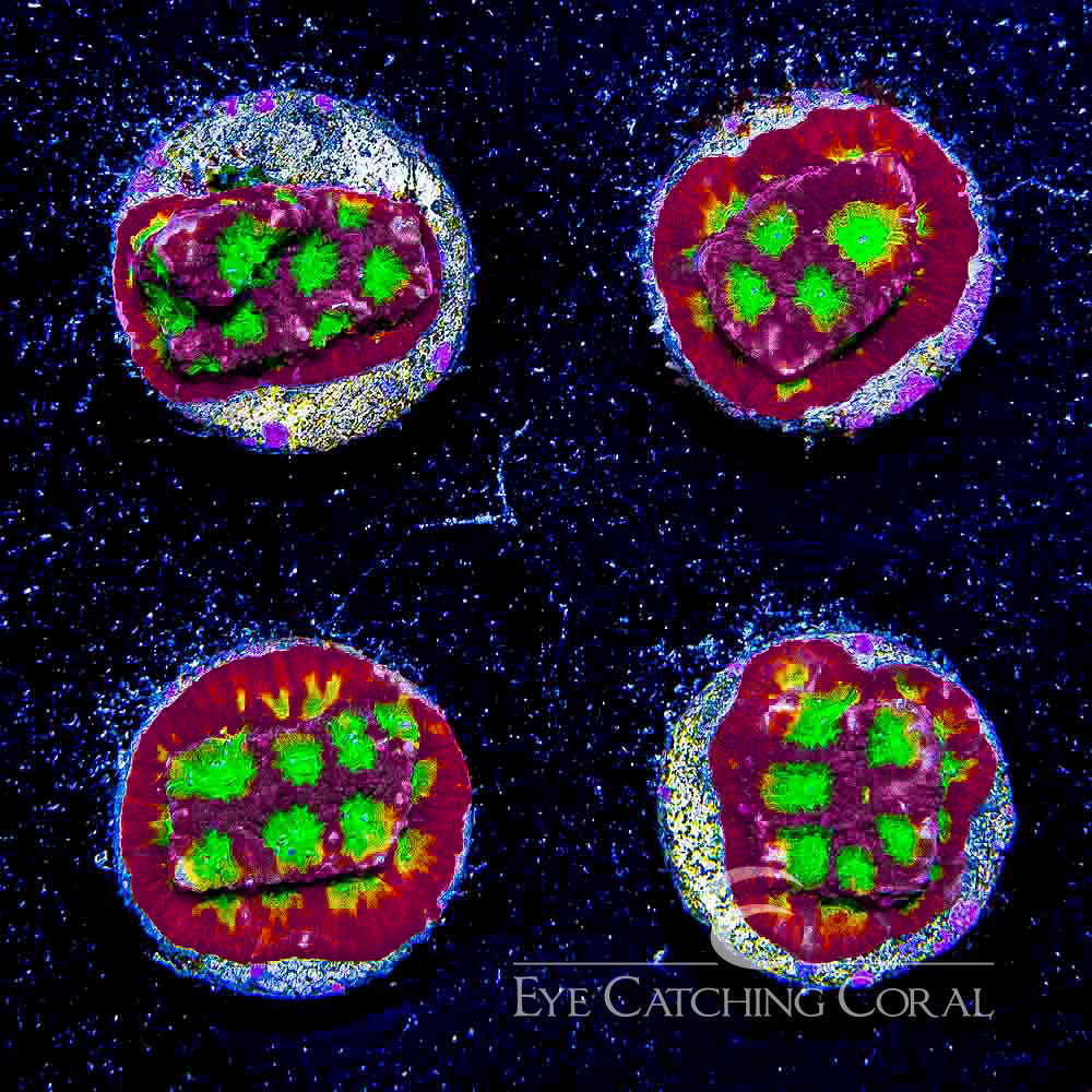 ECC Falcon Favia Frag | Aquacultured Frags | Eye Catching Coral