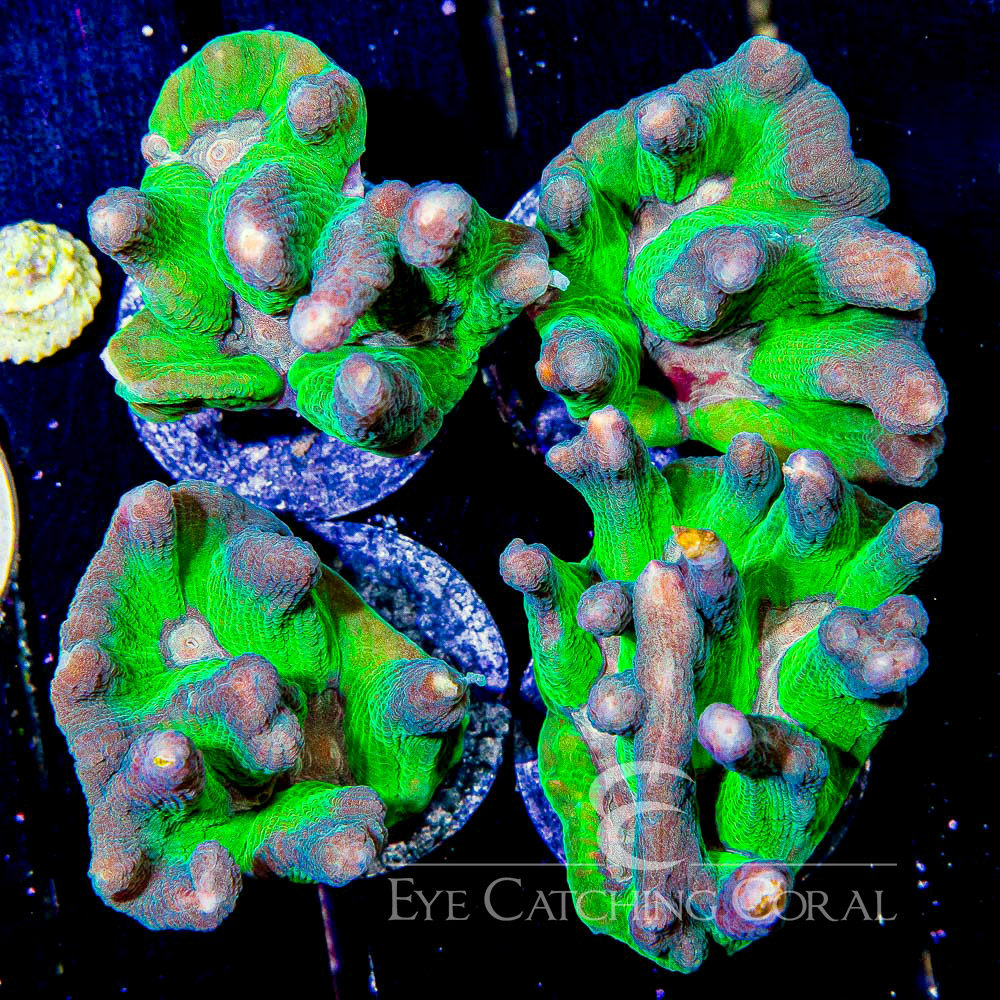 Premium & Signature Frags | ECC Frags | Eye Catching Coral