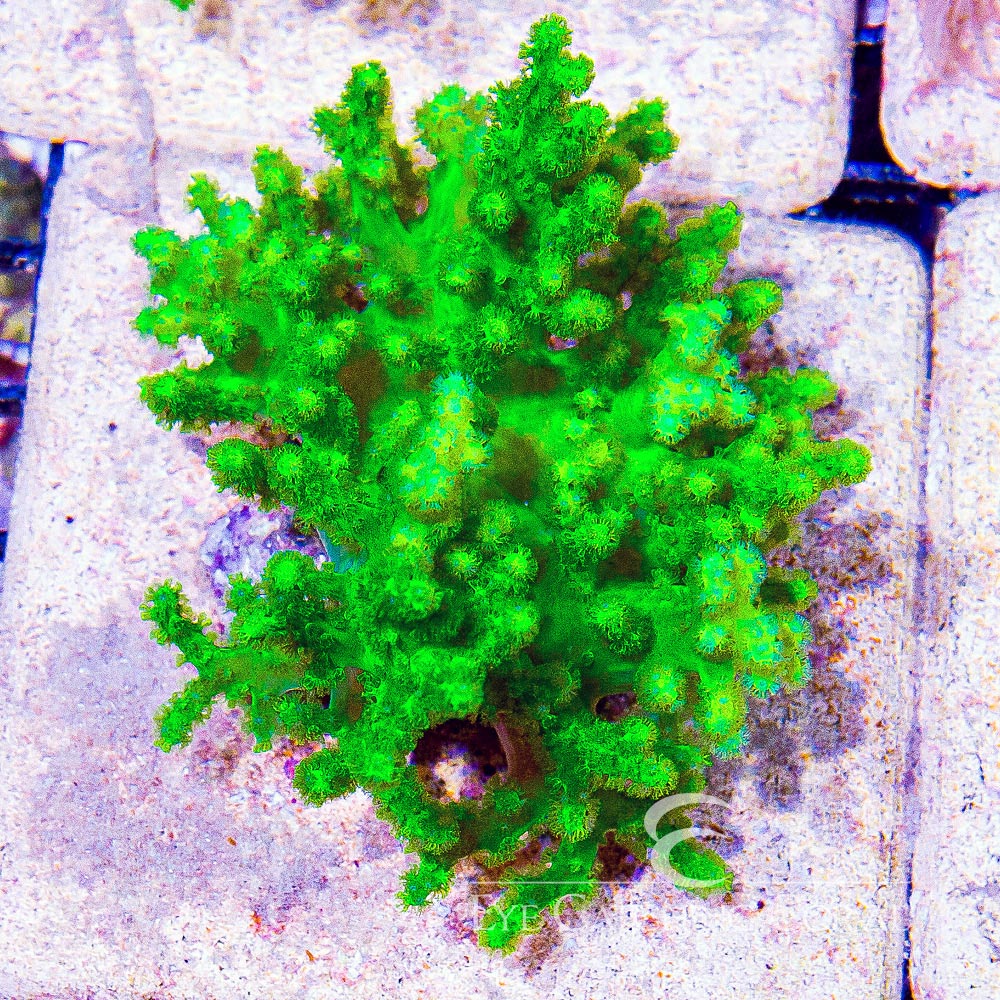 Search Results for 'Sinularia' | Eye Catching Coral