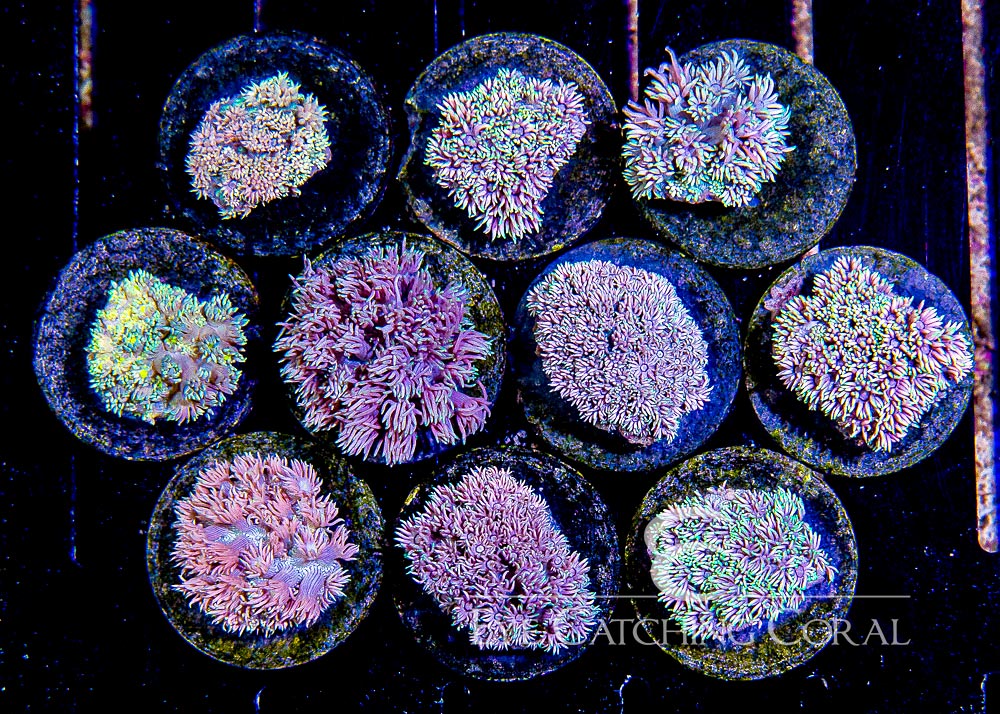 Conditioned Frags | Wholesale Coral | Eye Catching Coral