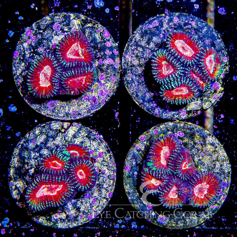 Premium & Signature Frags | ECC Frags | Eye Catching Coral