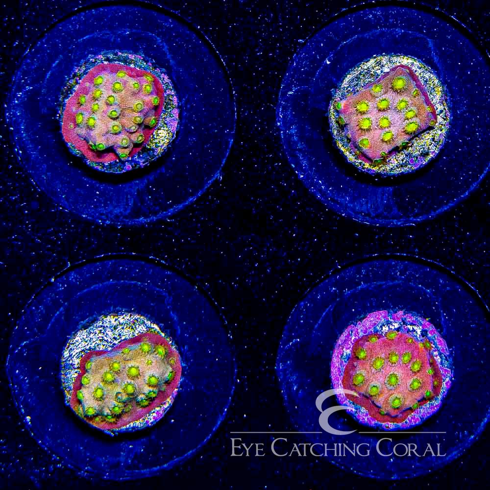 ECC Alien Eye Cyphastrea Frag | Aquacultured Frags | Eye Catching Coral
