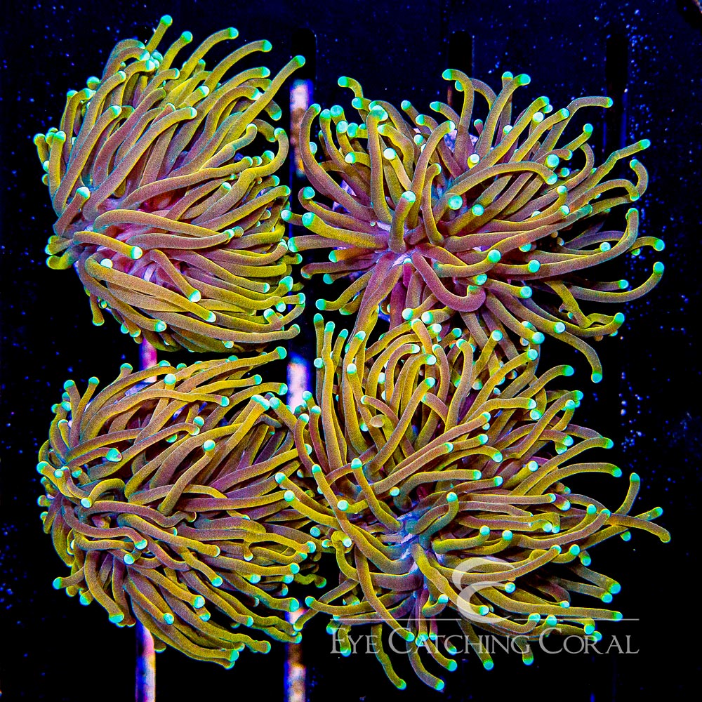 Premium & Signature Frags | ECC Frags | Eye Catching Coral