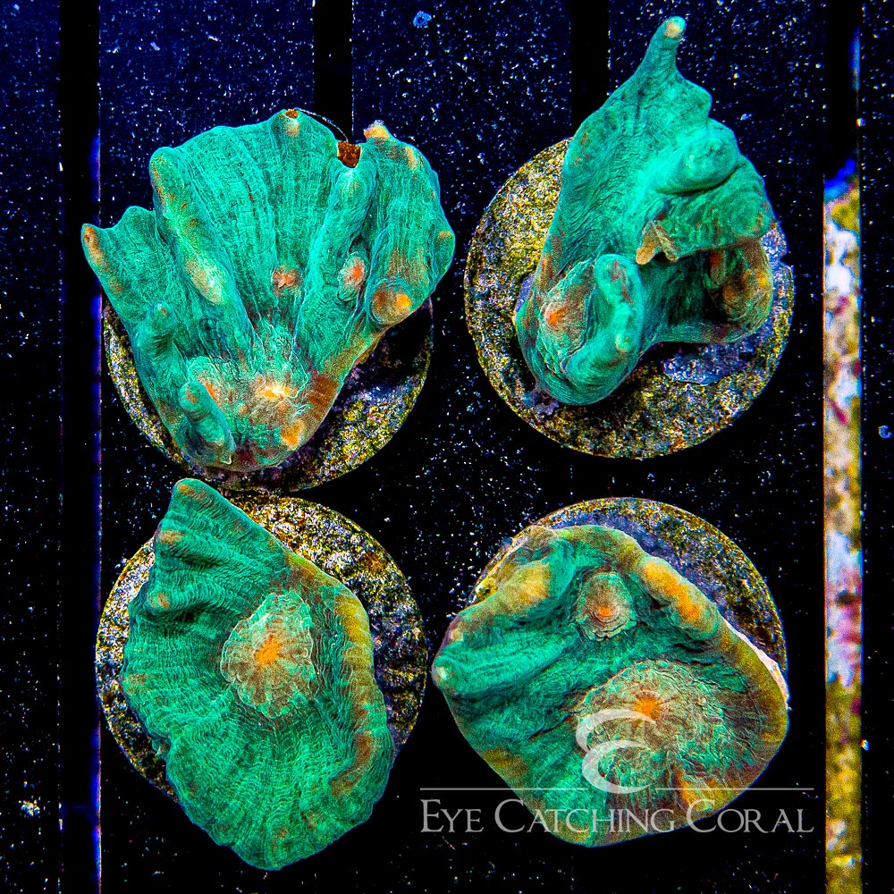 Premium & Signature Frags | ECC Frags | Eye Catching Coral