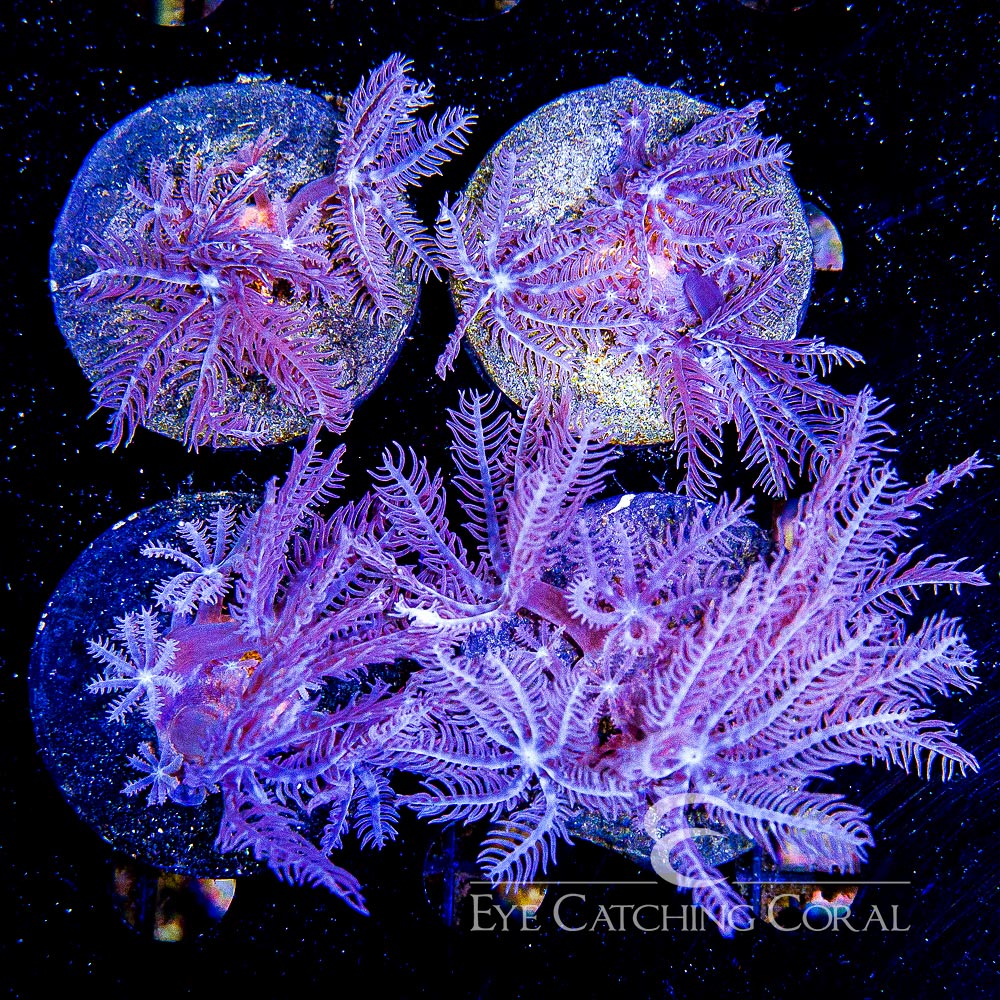 Anthelia Coral