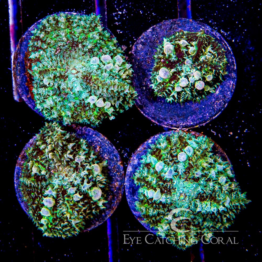 Premium & Signature Frags | ECC Frags | Eye Catching Coral
