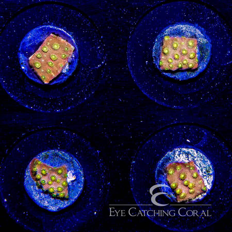 ECC Alien Eye Cyphastrea Frag | Aquacultured Frags | Eye Catching Coral