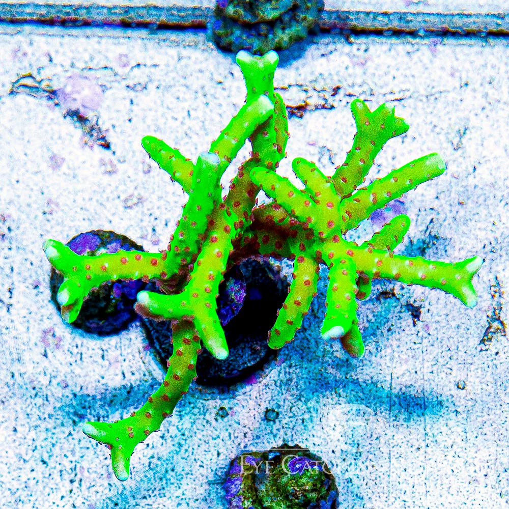 Search Results for 'Acro' | Eye Catching Coral