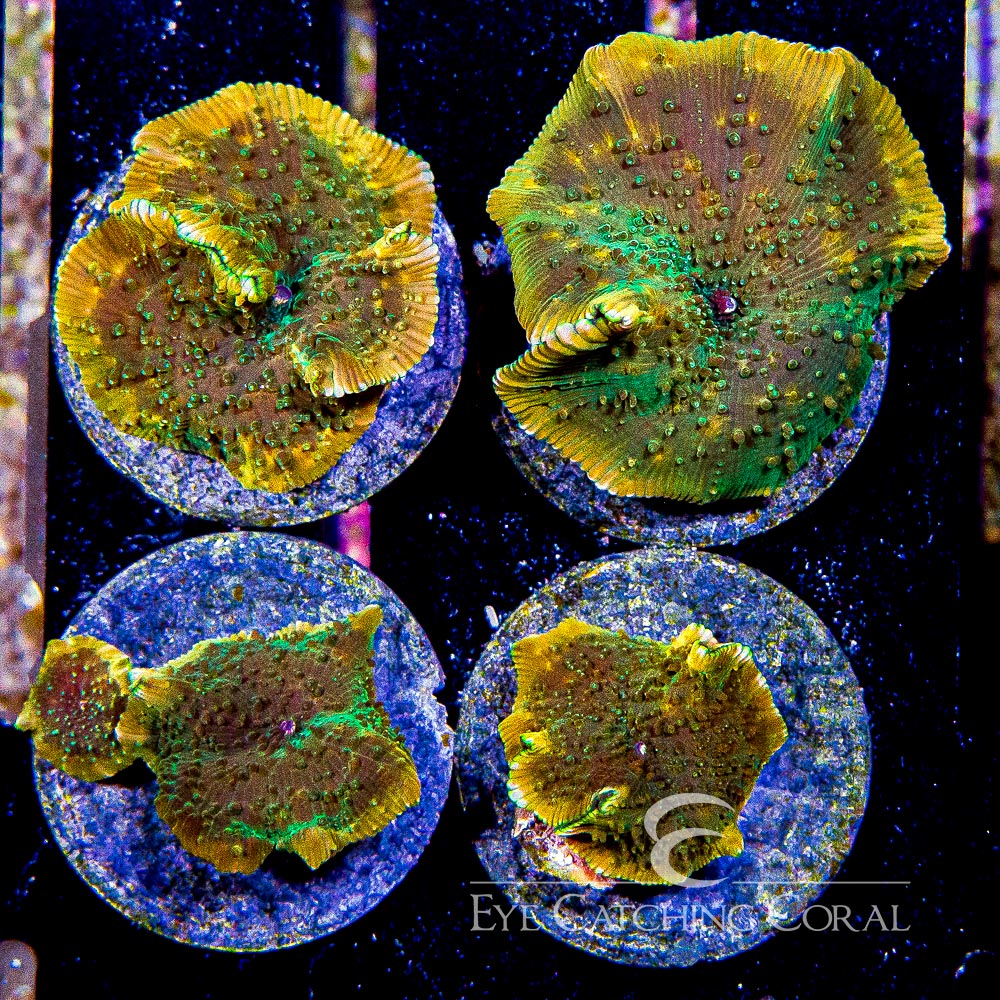 Premium & Signature Frags | ECC Frags | Eye Catching Coral