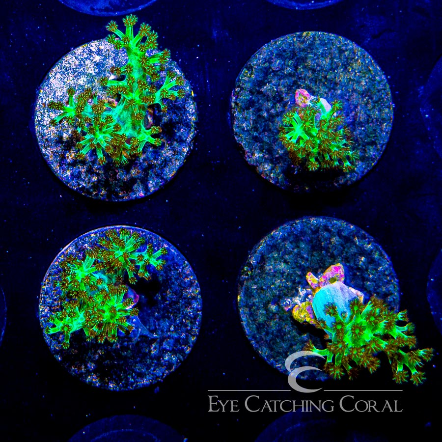 ECC Money Dance Kenya Tree Frag | Aquacultured Frags | Eye Catching Coral