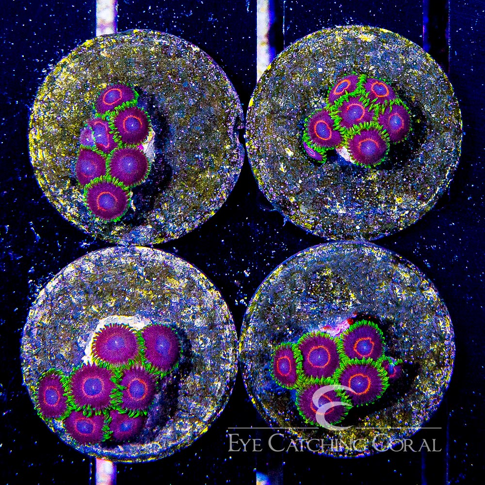 Premium & Signature Frags | ECC Frags | Eye Catching Coral