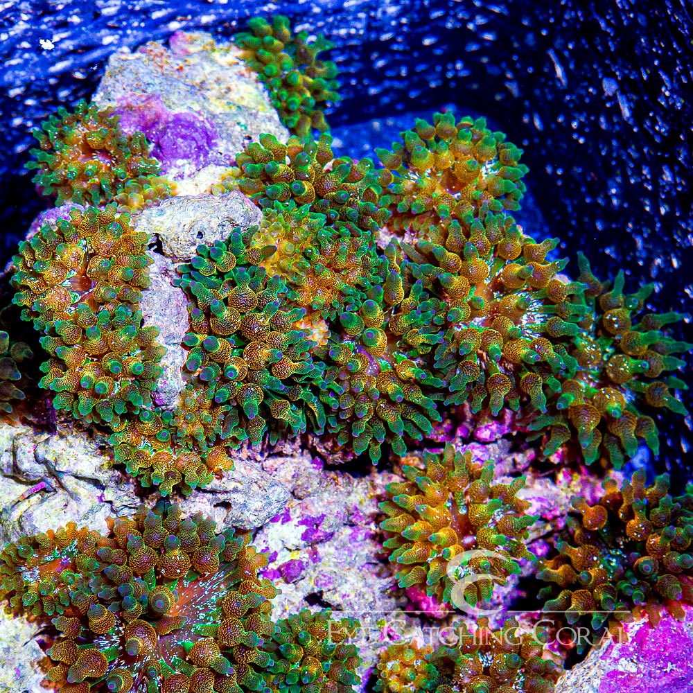 ECC Warp Drive Bubble Tip Anemone | Aquacultured Frags | Eye Catching Coral