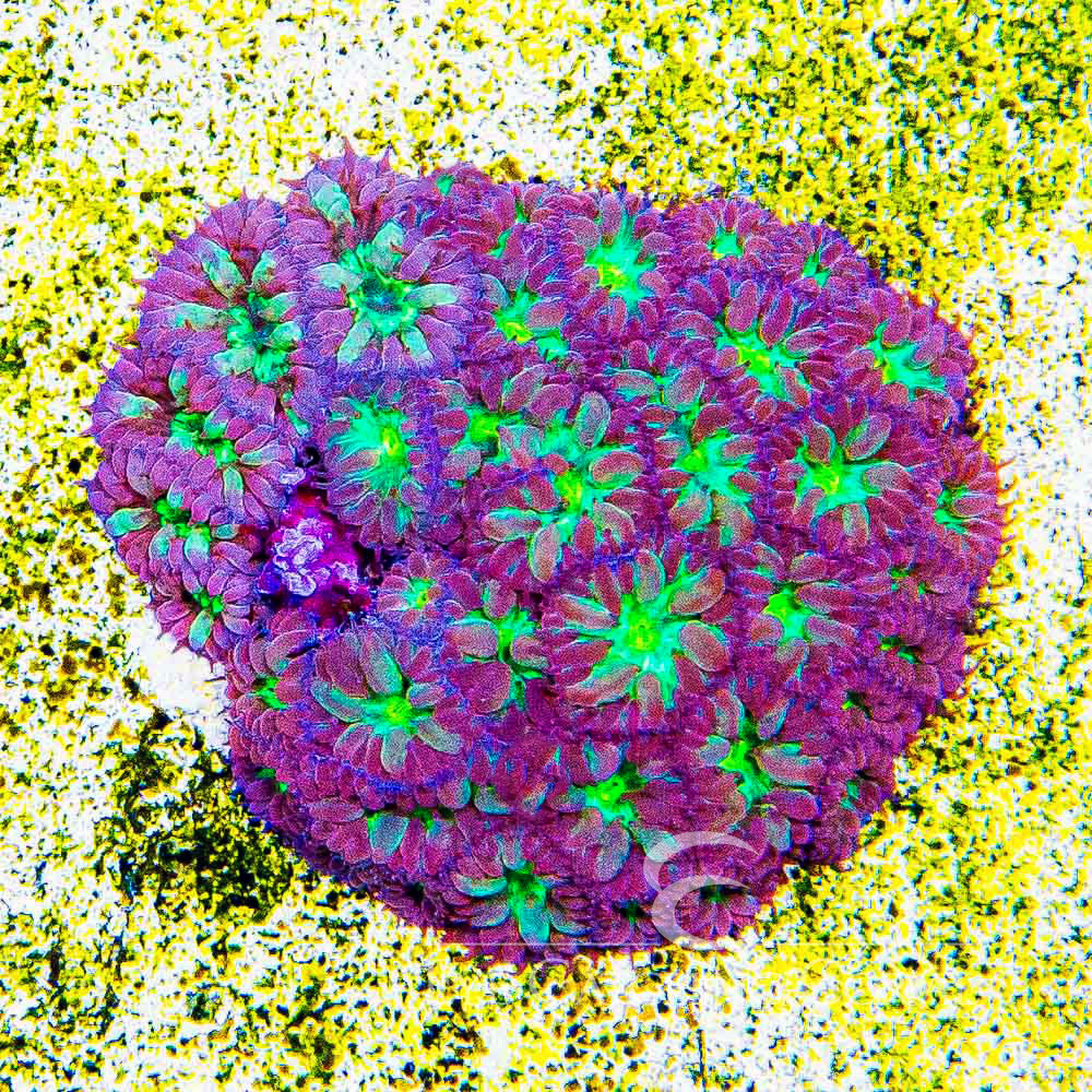 Aquacultured Frags | Wholesale Coral | Eye Catching Coral