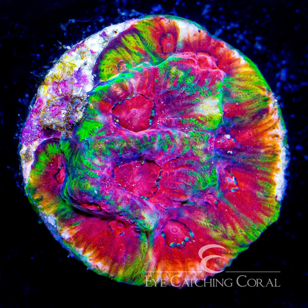 ECC Forest Fire Favia Frag | Aquacultured Frags | Eye Catching Coral
