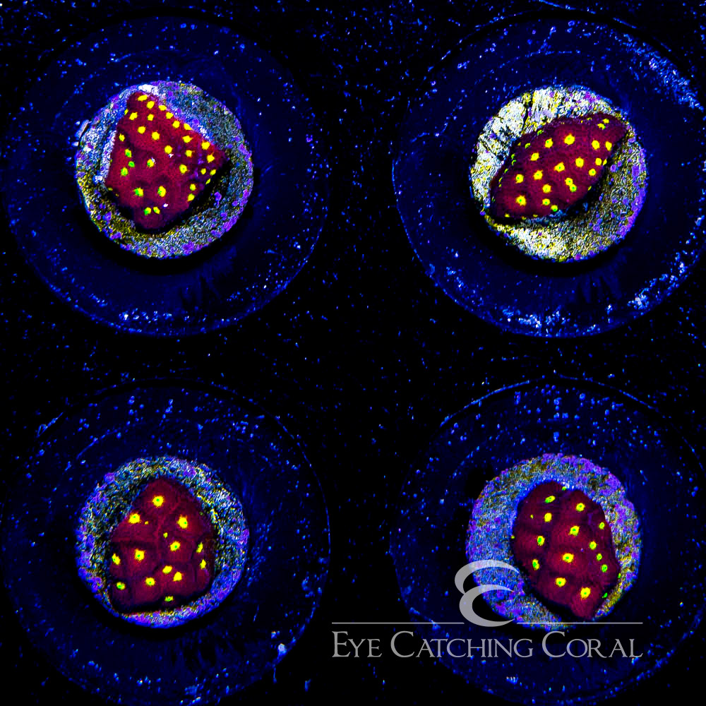 ECC Yellow Eyed Psammocora Frag | Aquacultured Frags | Eye Catching Coral