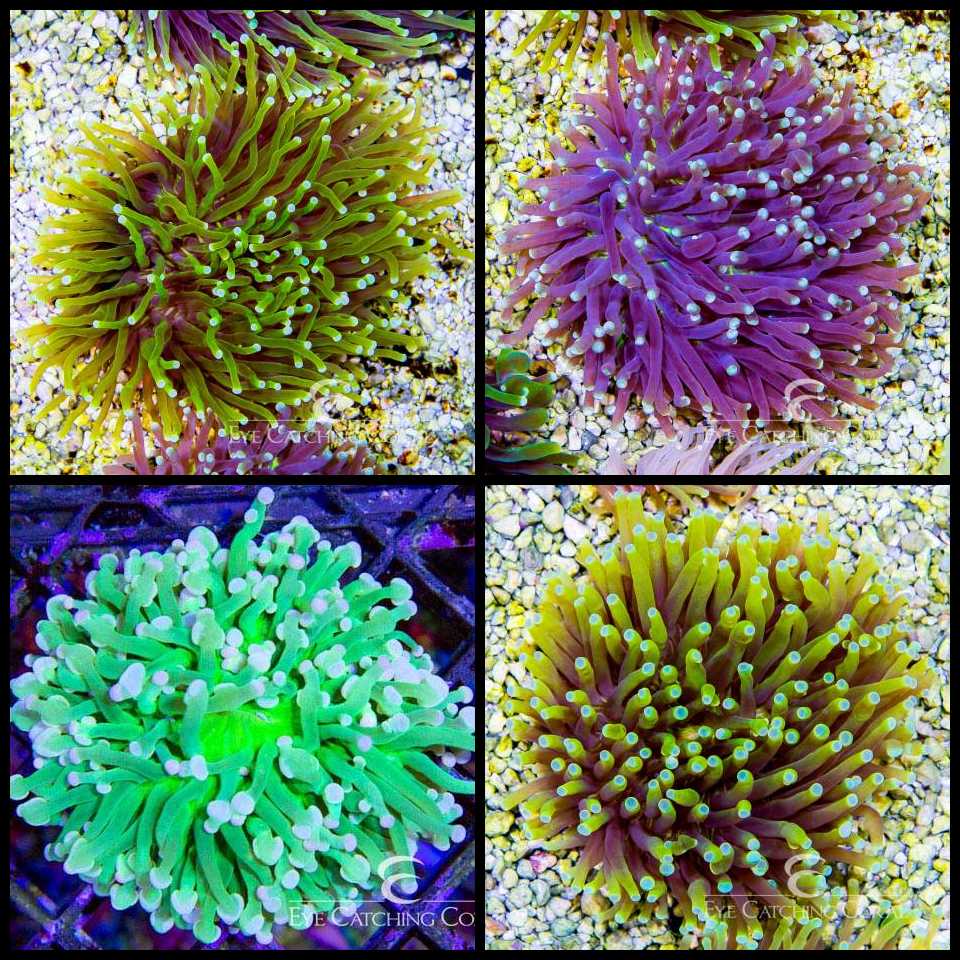 Australian Colonies | Wholesale Coral | Eye Catching Coral