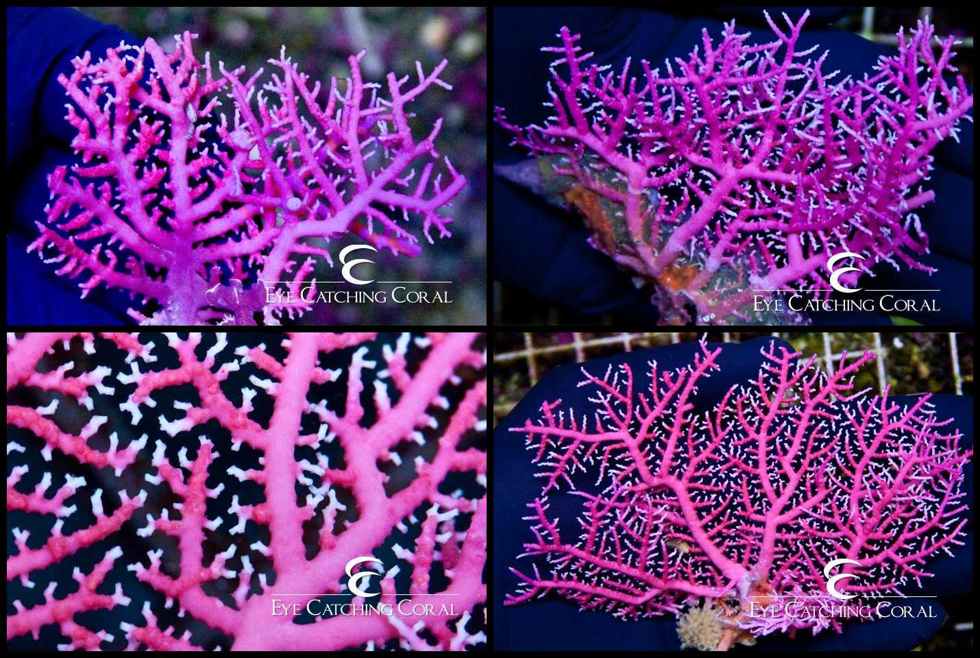 Australian Colonies | Wholesale Coral | Eye Catching Coral
