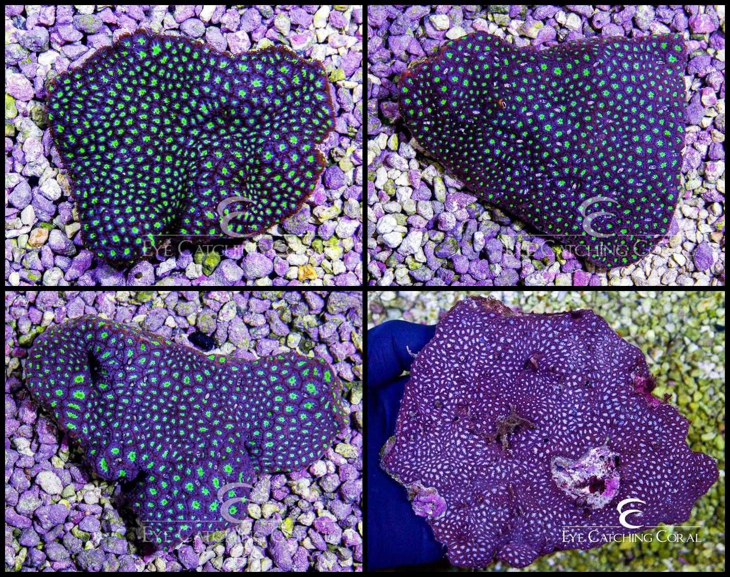 Australian Colonies | Wholesale Coral | Eye Catching Coral