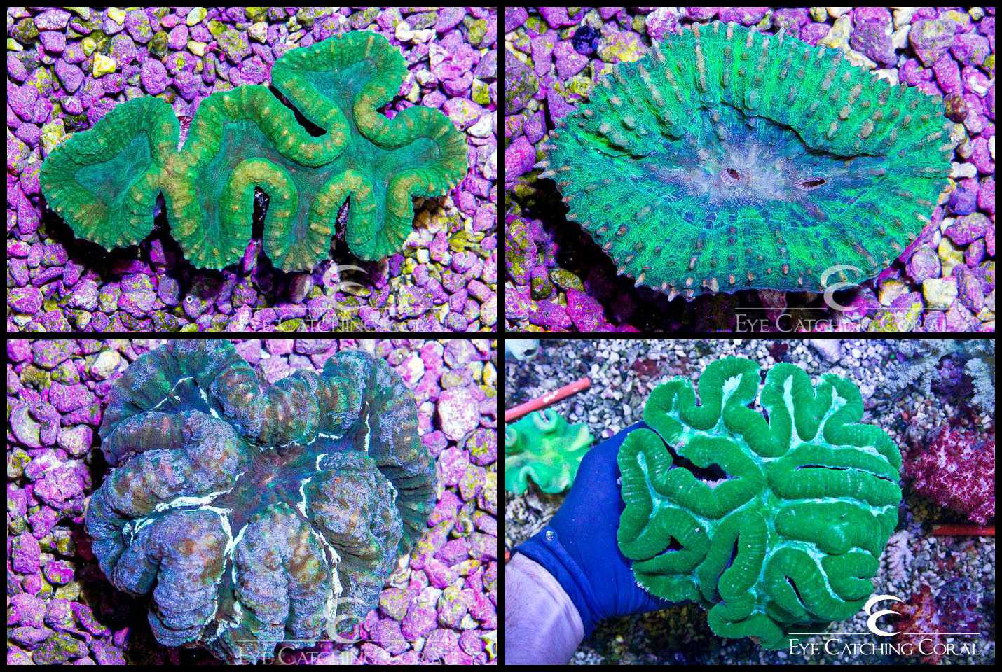 Fiji Colonies | Wholesale Coral | Eye Catching Coral