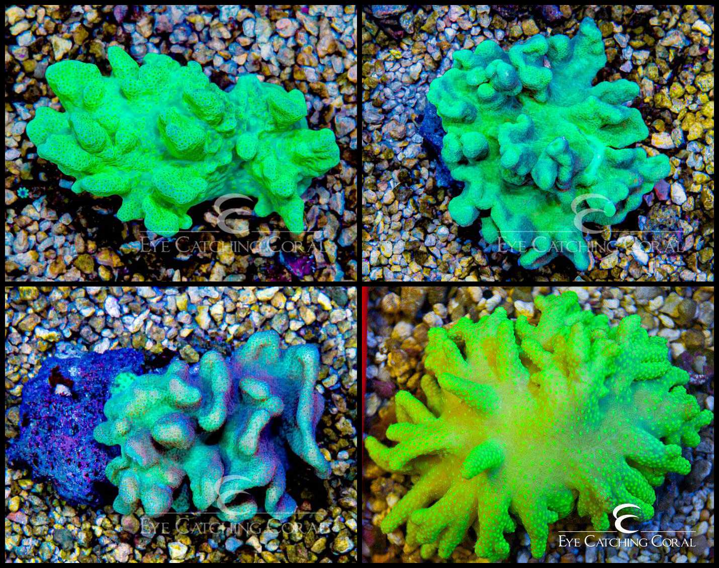 Search Results for 'Lobophytum' | Eye Catching Coral