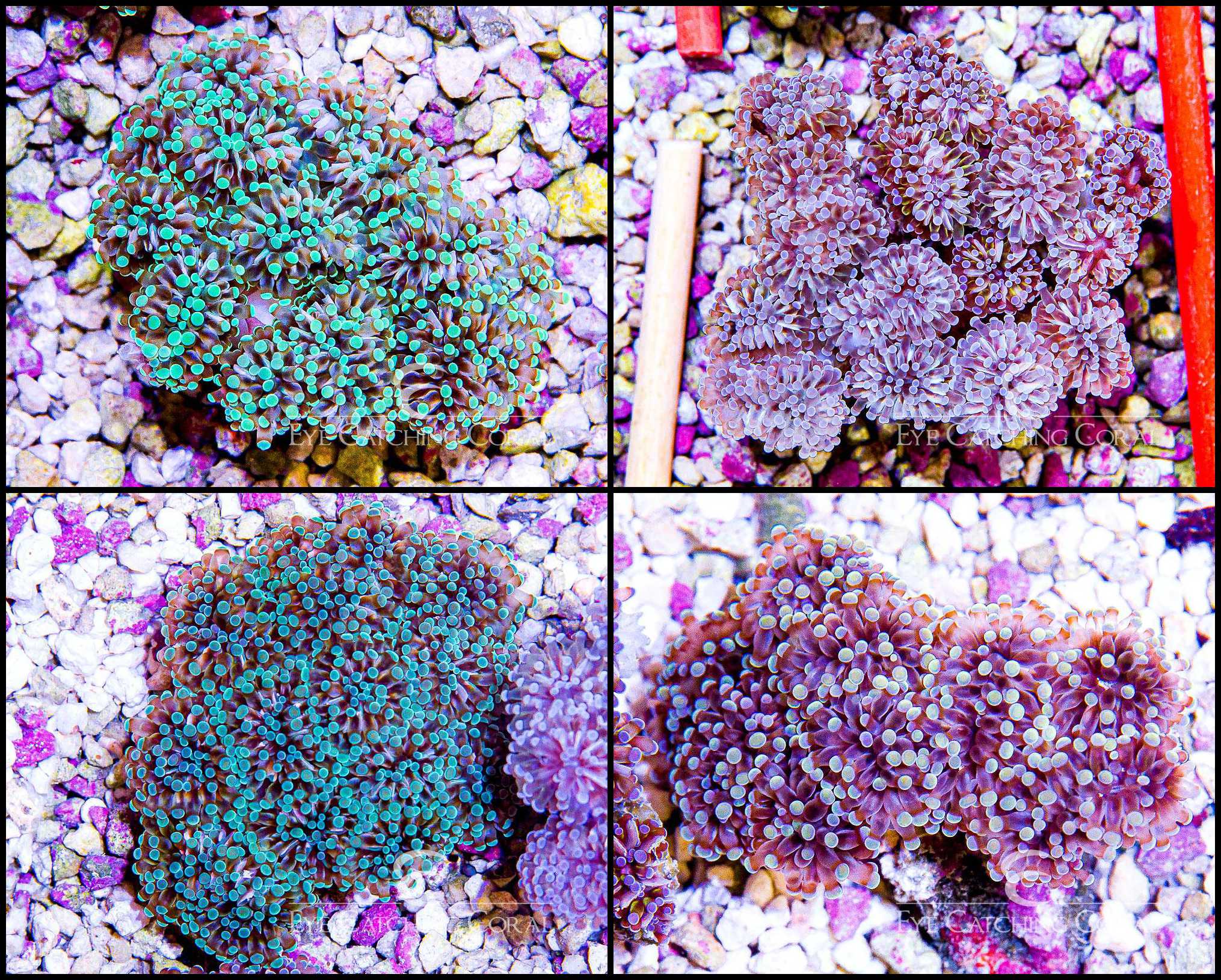 Tonga Colonies | Wholesale Coral | Eye Catching Coral