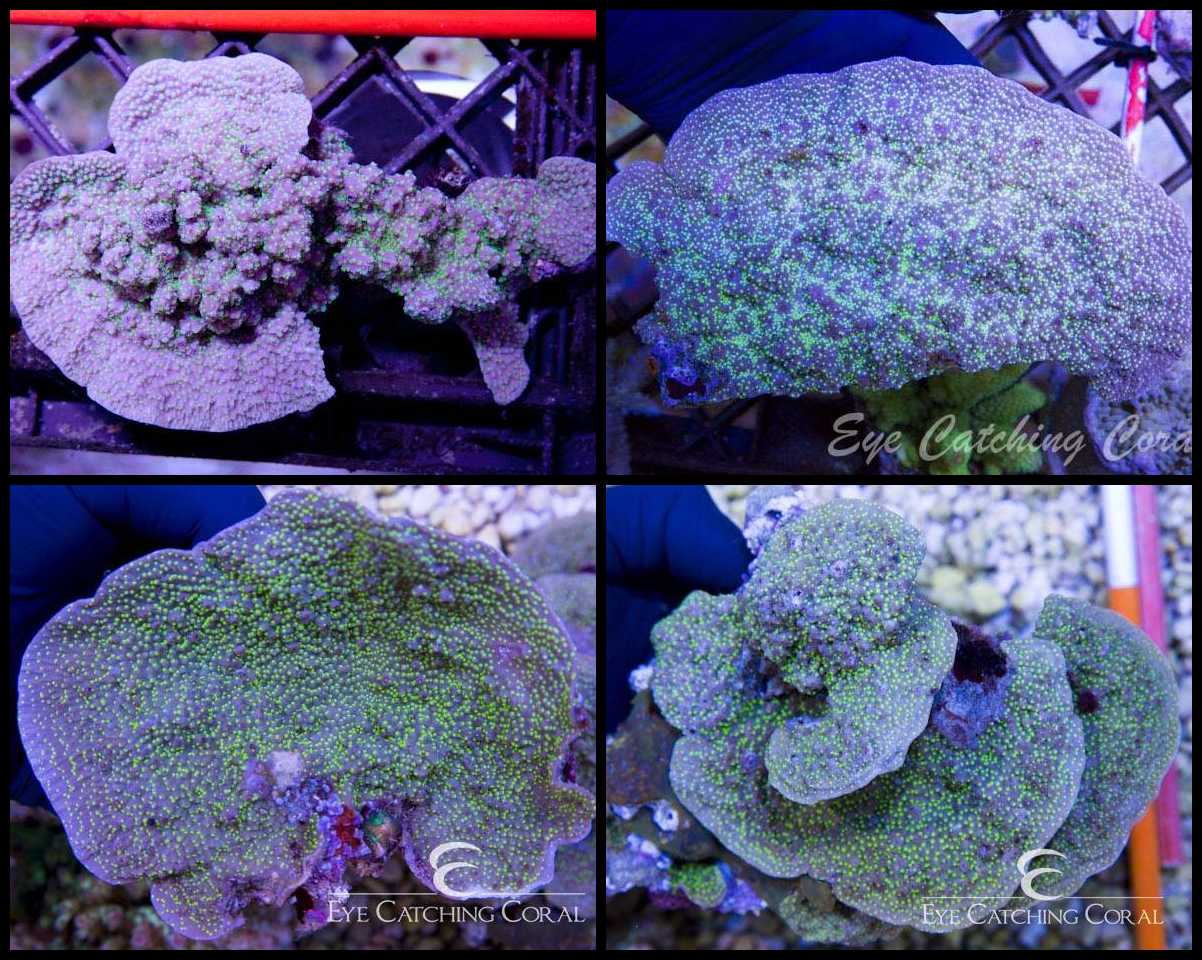 Fiji Colonies | Wholesale Coral | Eye Catching Coral