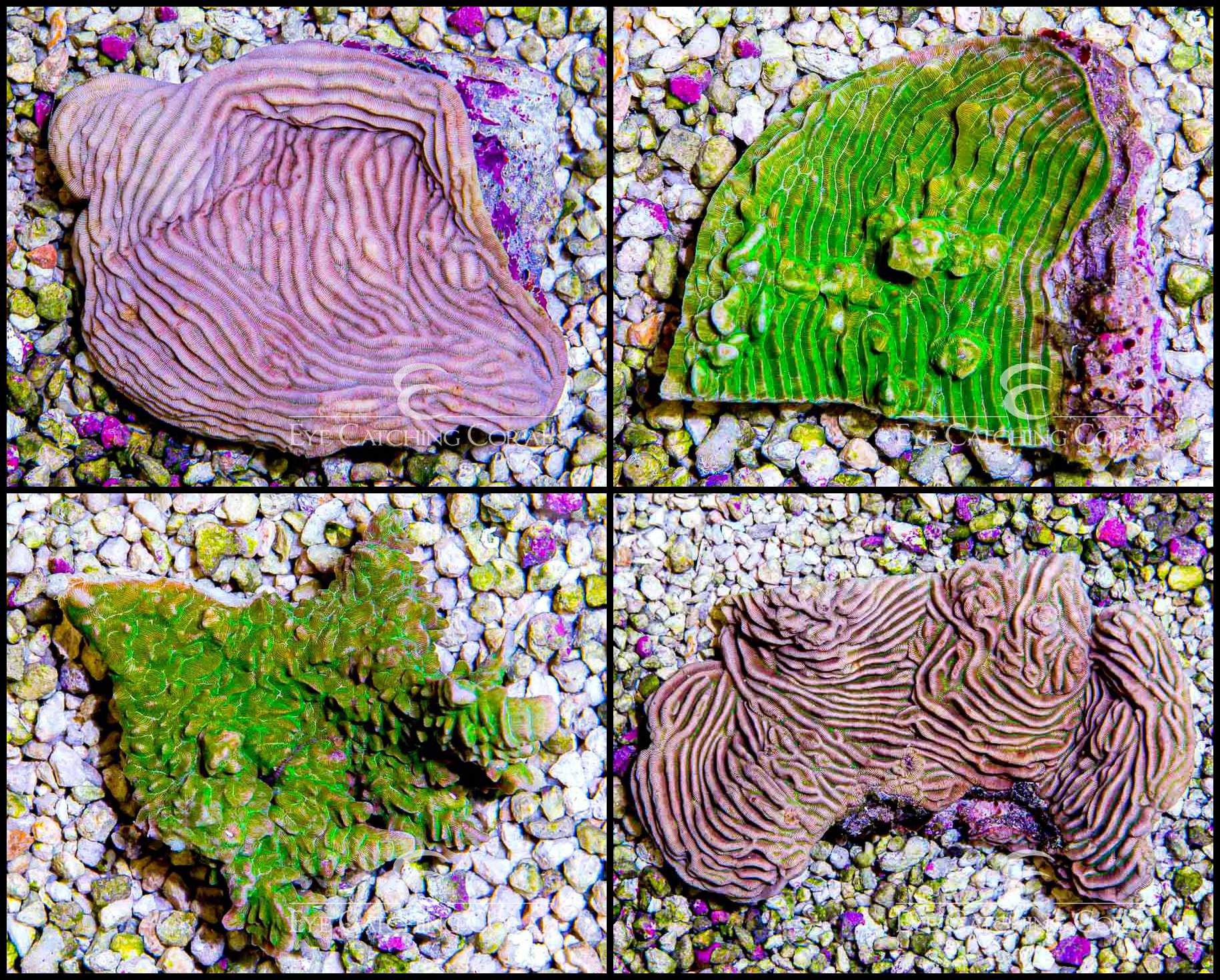 Australian Colonies | Wholesale Coral | Eye Catching Coral