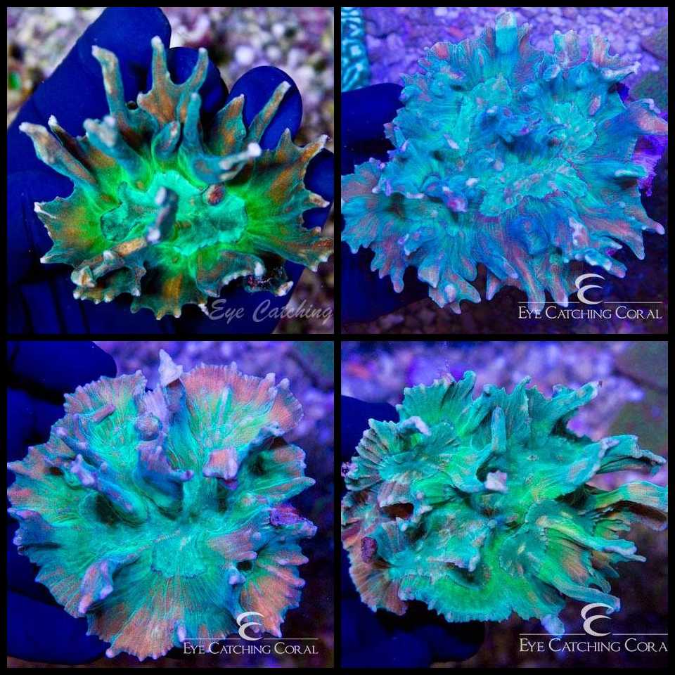 Fiji Colonies | Wholesale Coral | Eye Catching Coral