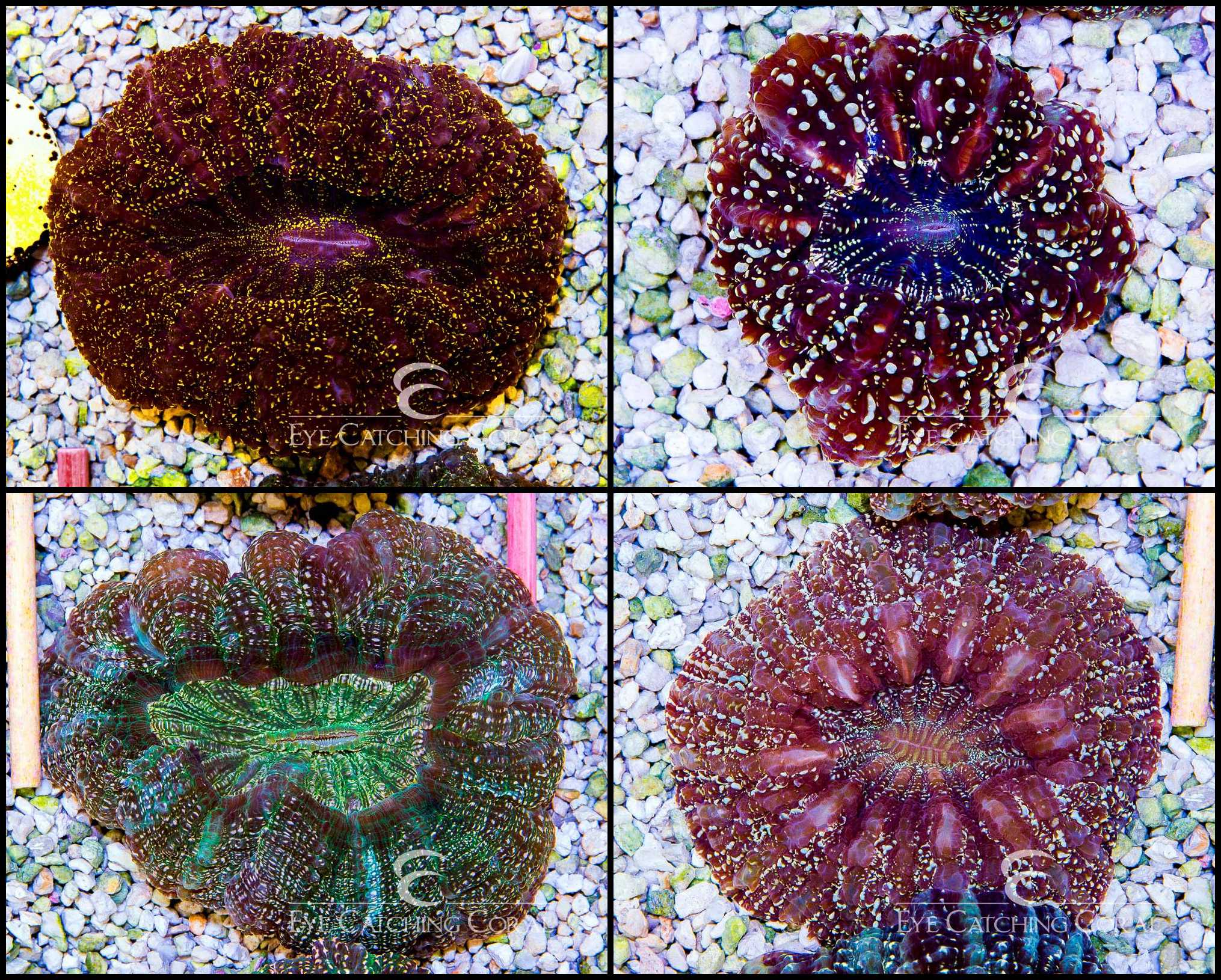 Australian Colonies | Wholesale Coral | Eye Catching Coral