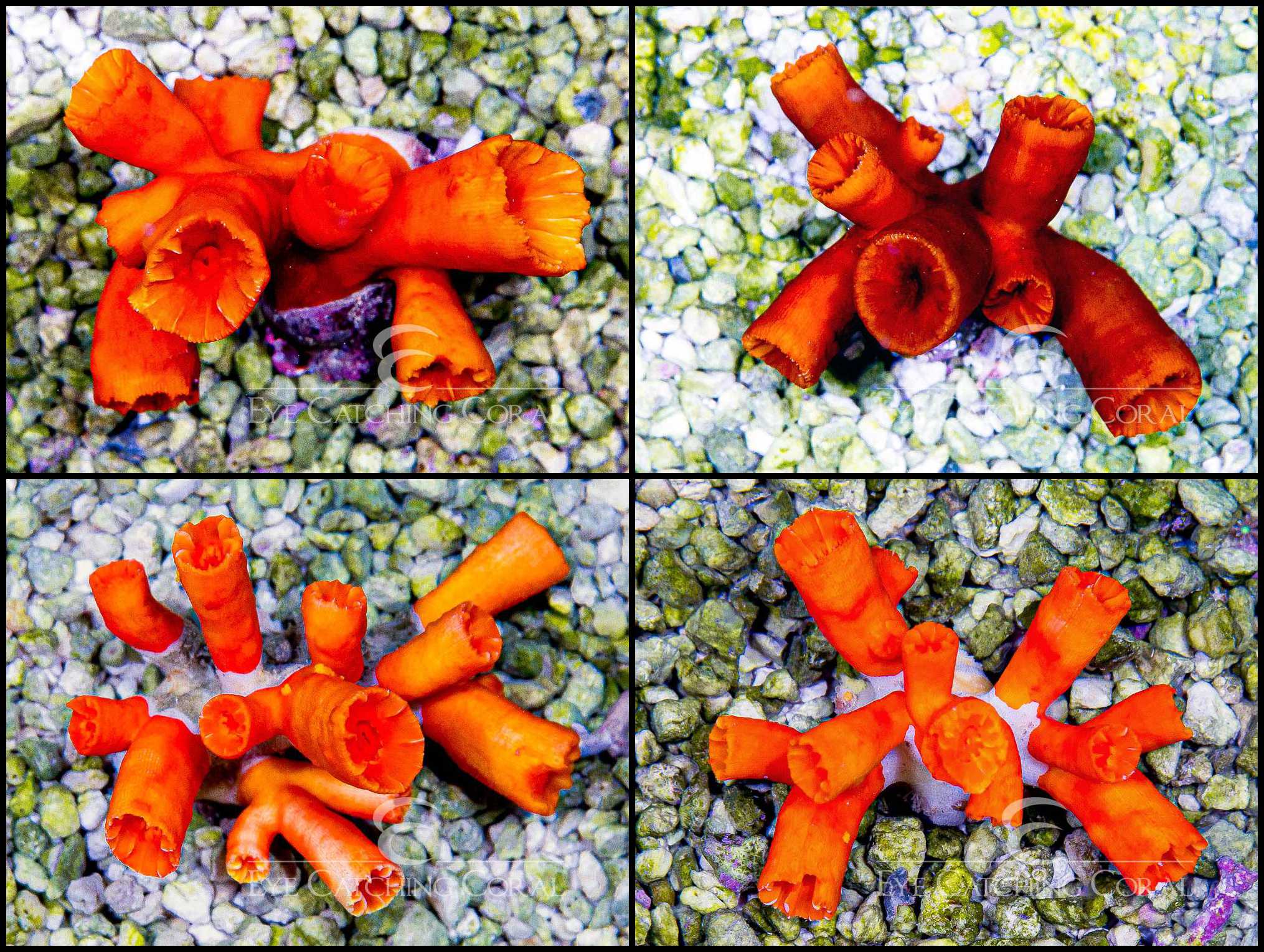 Fiji Colonies | Wholesale Coral | Eye Catching Coral