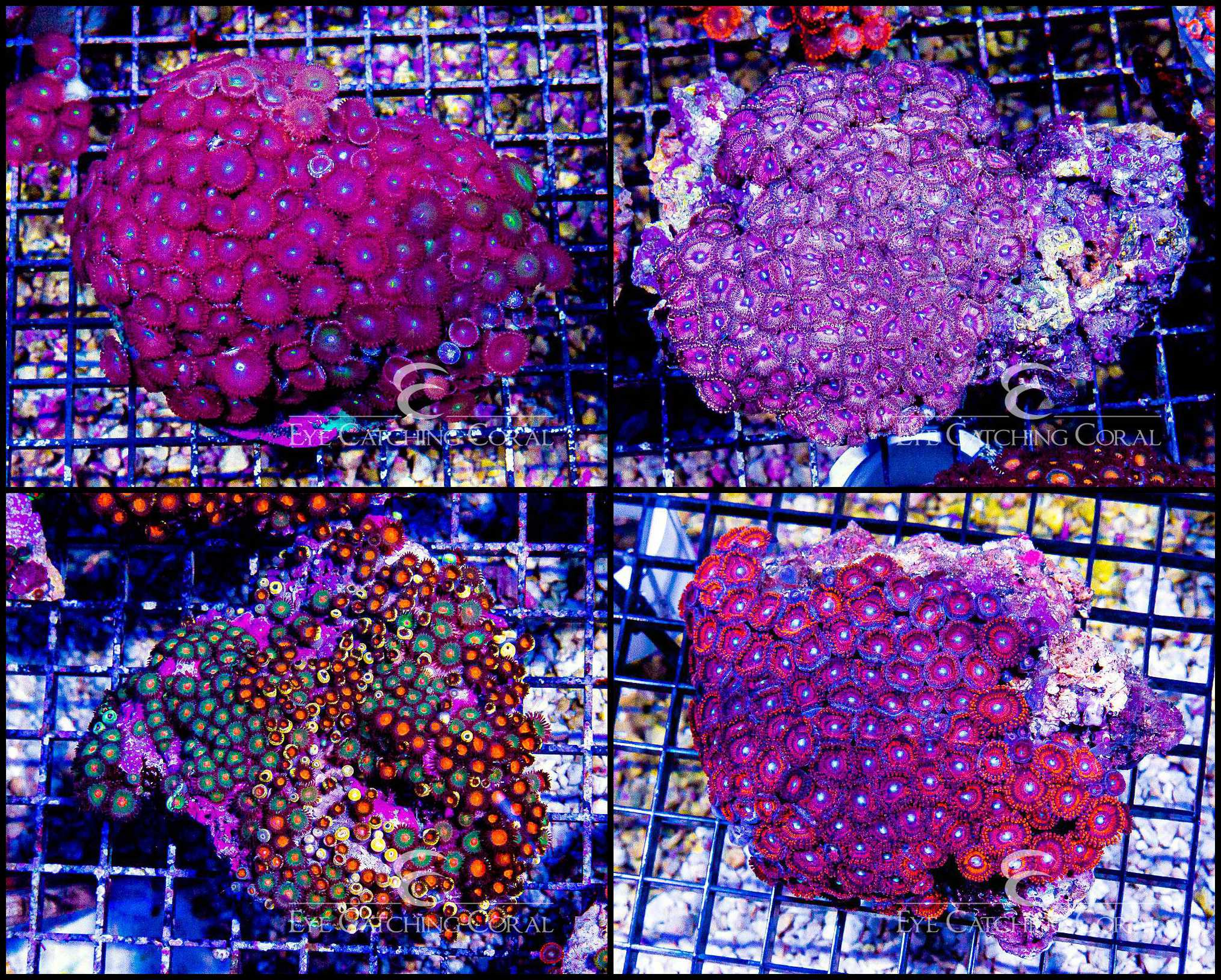 Indonesian Colonies | Wholesale Coral | Eye Catching Coral